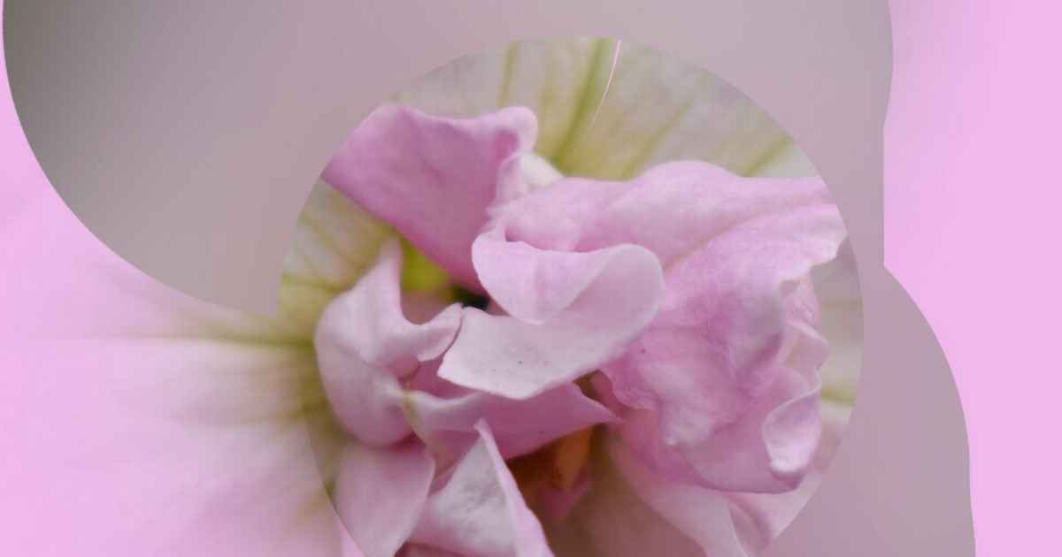 CROSS-POLLINATIONS // Finissage - VOX-POP - University of Amsterdam