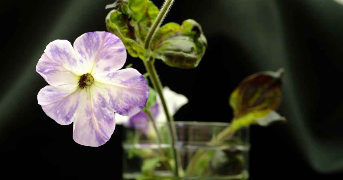 CROSS-POLLINATIONS: Art and the Petunia Collection - VOX-POP ...